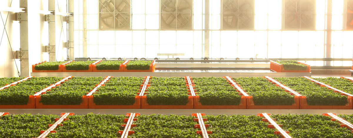 村上農園ホームページ